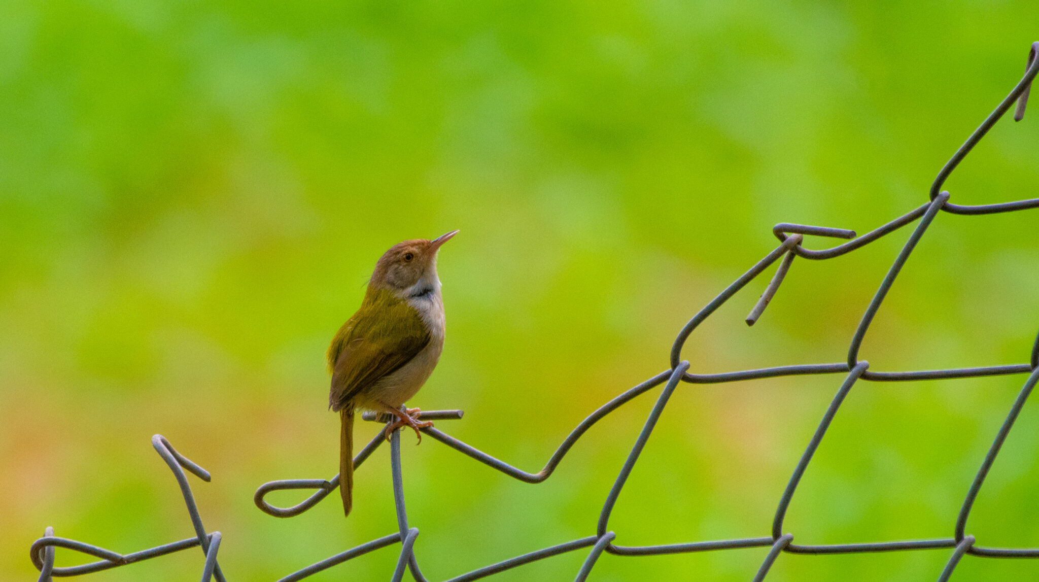 Birds of Nepal – Nature Hub Nepal